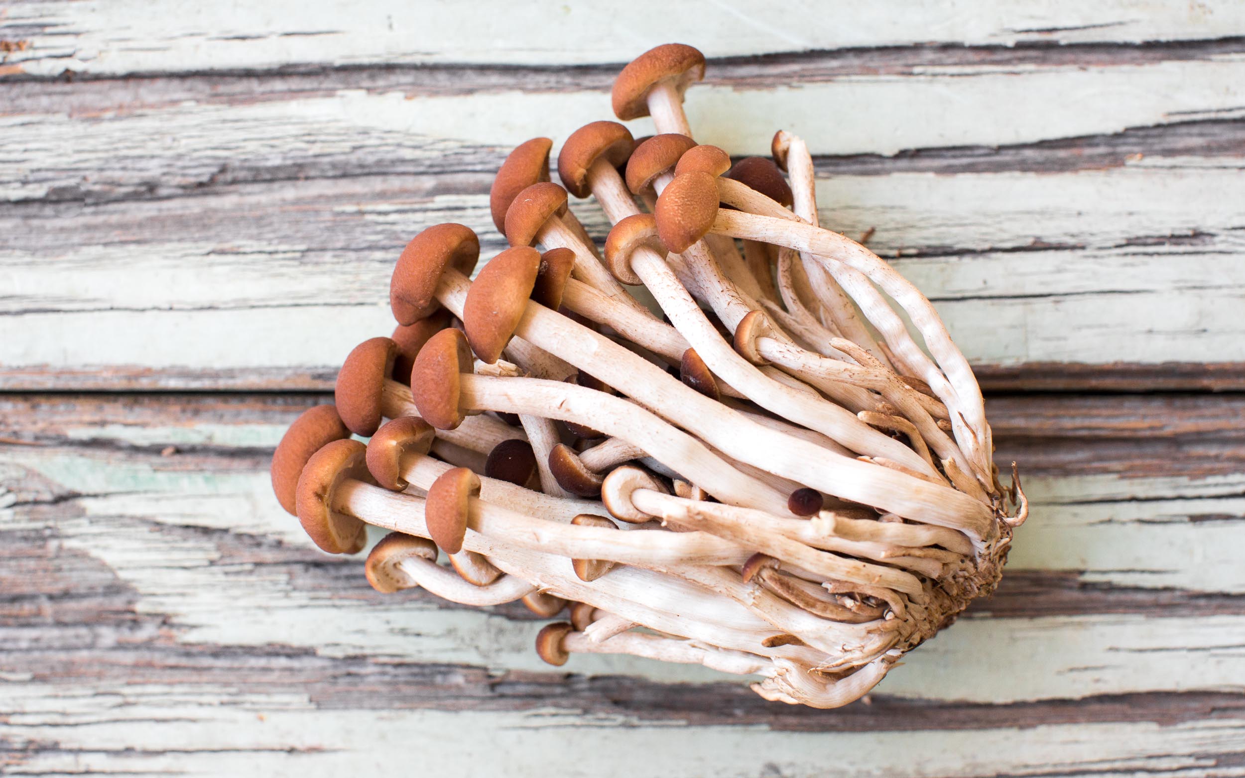 Organic Velvet Pioppini Mushrooms | 8 oz | Gourmet Mushrooms Inc ...