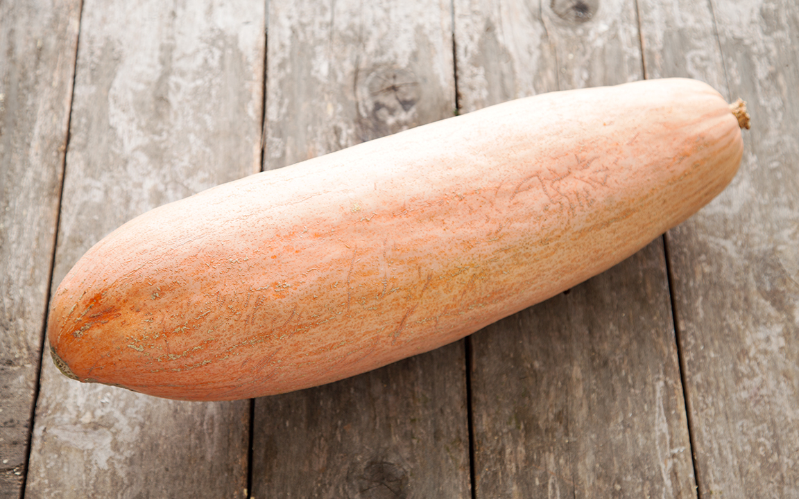 Giant Pink Banana Squash | 1 count | RobinSong Farms | Good Eggs