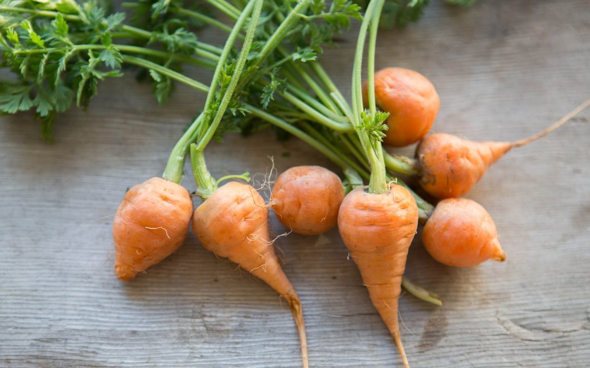 Organic Baby Thumbelina Carrots | 1 bunch | County Line Harvest | Good Eggs