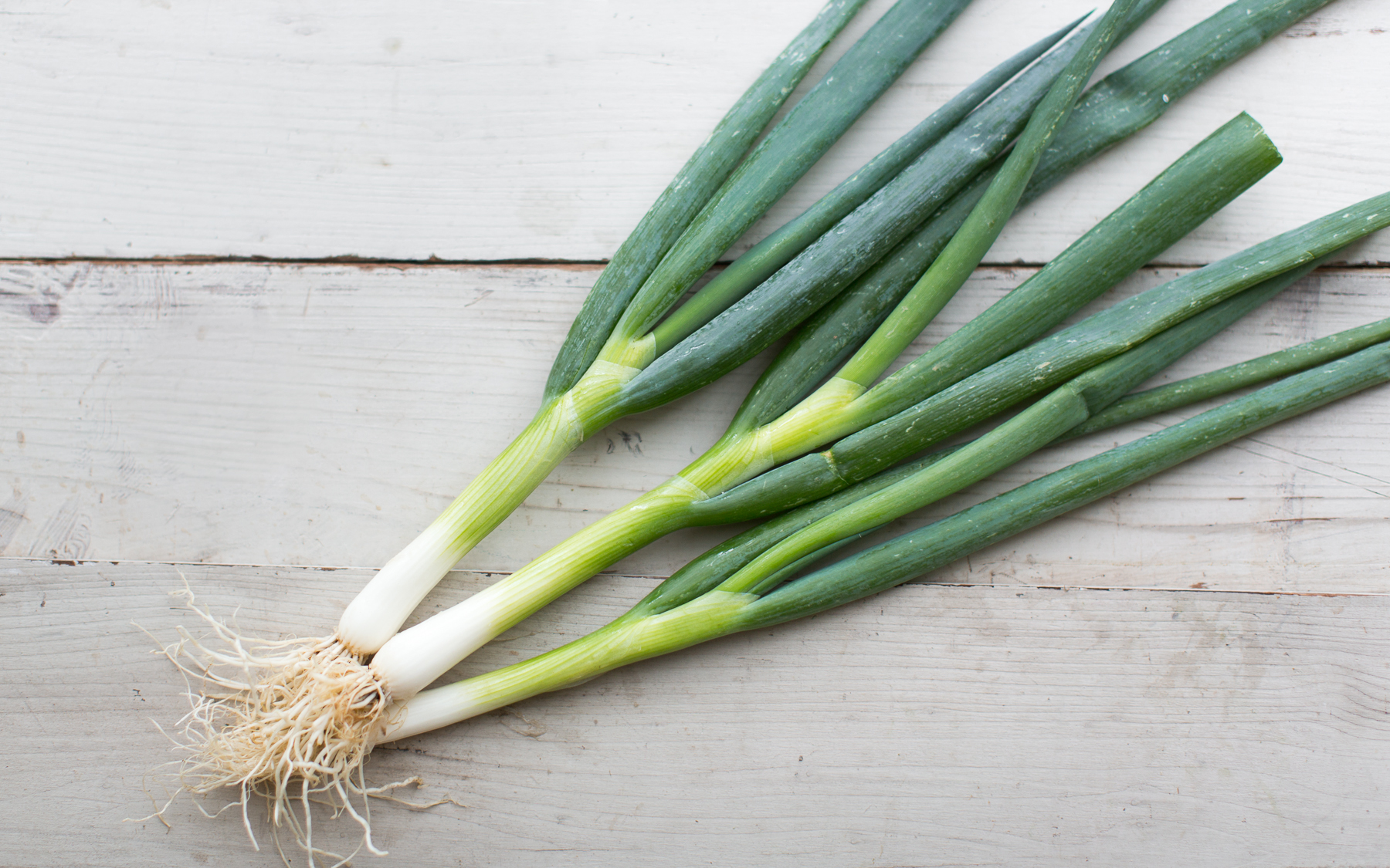 Organic Green Onions | 1 bunch | Rundle Family Farms | Good Eggs
