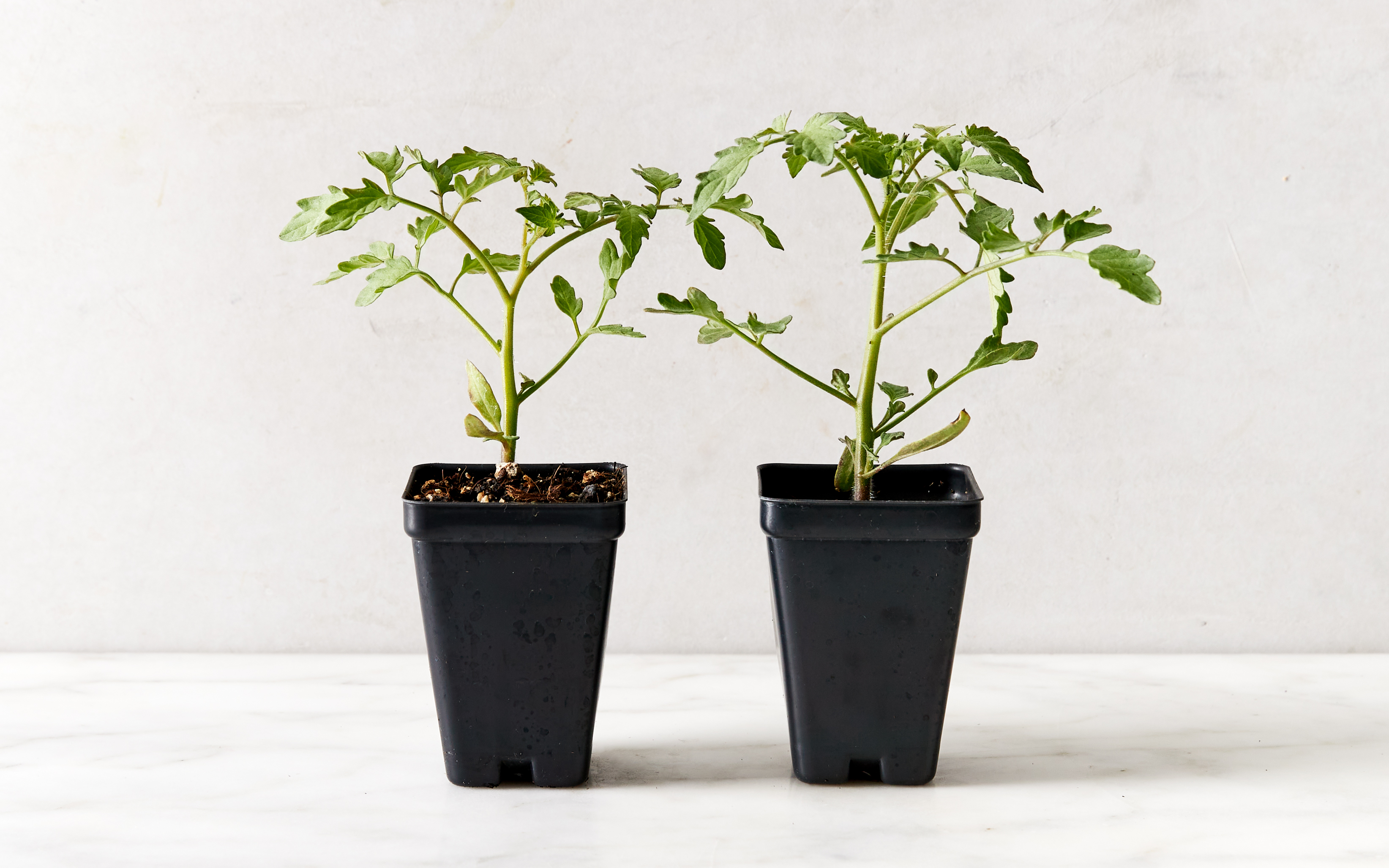 Cherry Tomato Seedlings