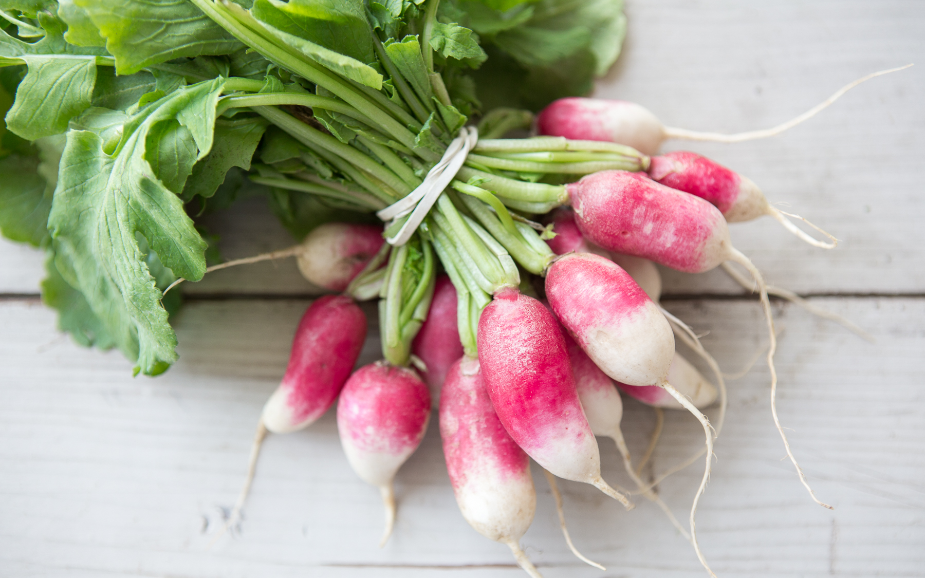 Organic French Breakfast Radish | 1 bunch | Front Porch Farm | Good Eggs