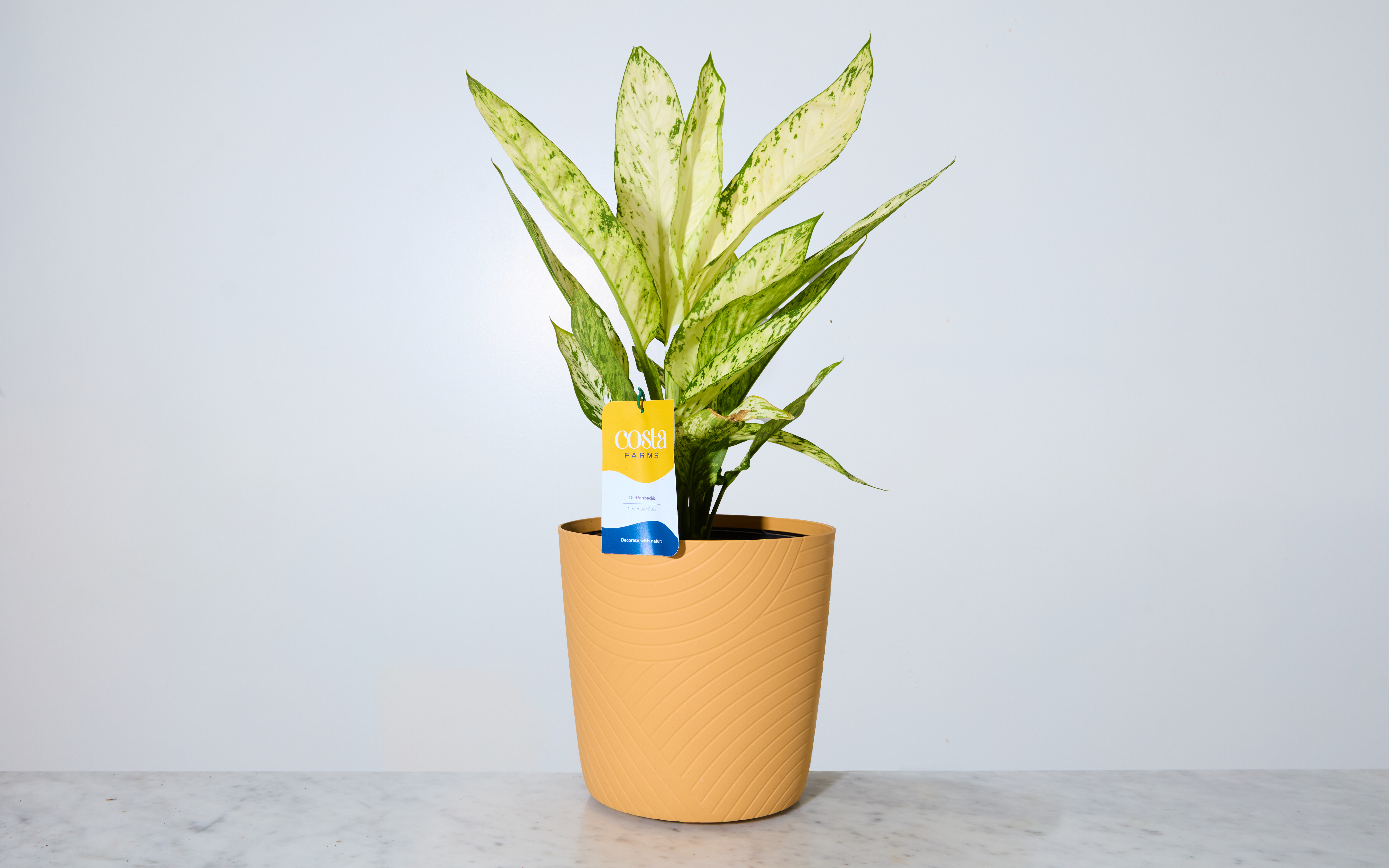 Leopard Lily Indoor Plant | 1 count | From Our Farmers | Good Eggs