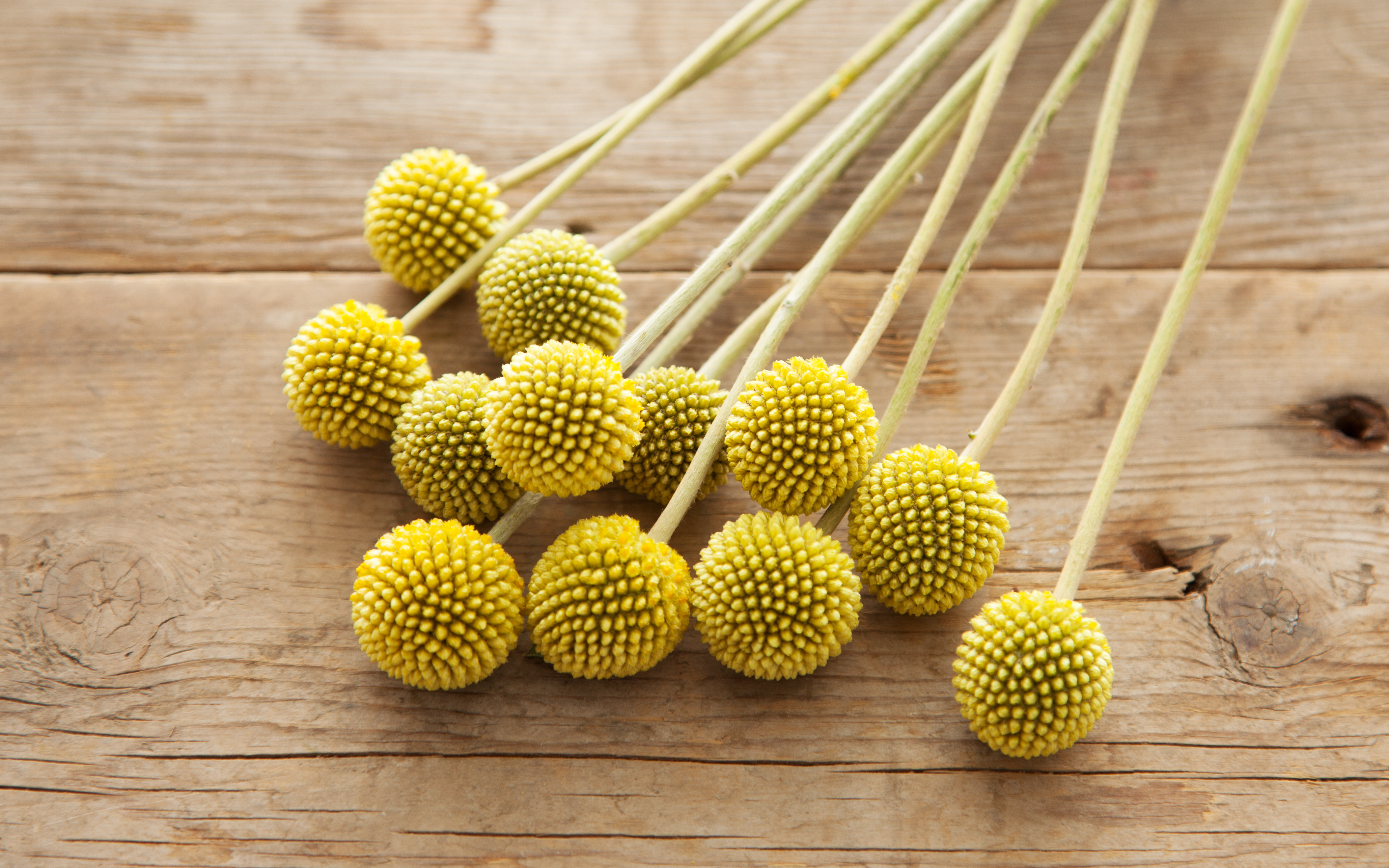 Craspedia (Billy Balls) | 1 bunch | Kitayama Brothers Farms | Good Eggs