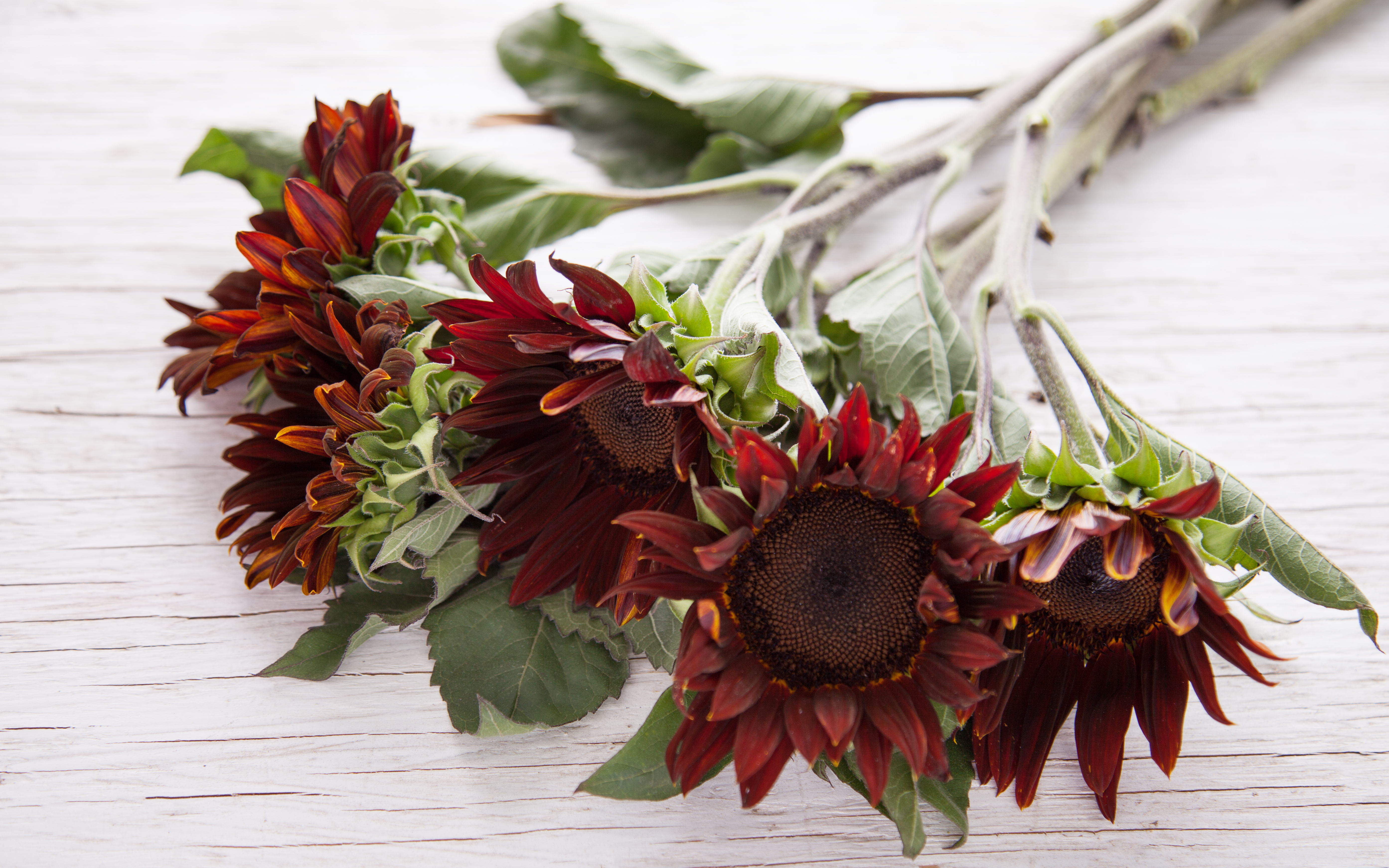 Organic Large Bunch Burgundy Sunflowers | 1 bunch | Bluma Farm | Good Eggs