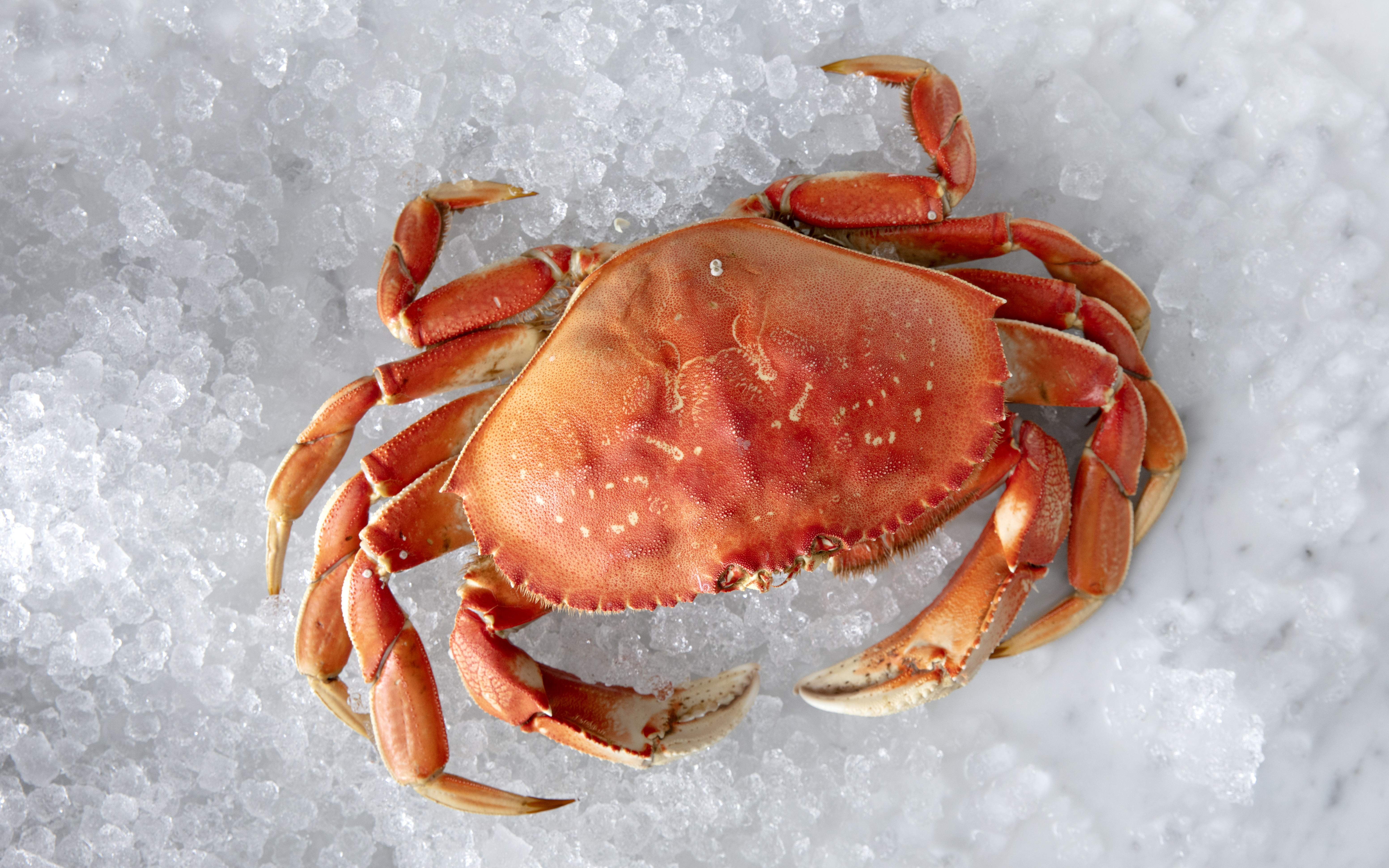 Whole Cooked Wild California Dungeness Crab | 1.5 lb | Four Star ...