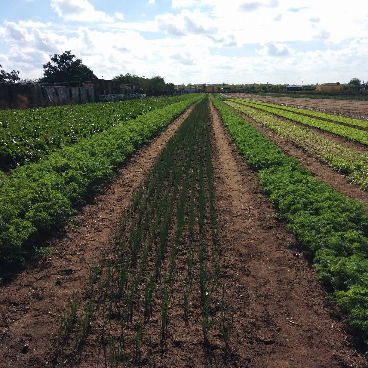 Rundle Family Farms | A Good Eggs Partner