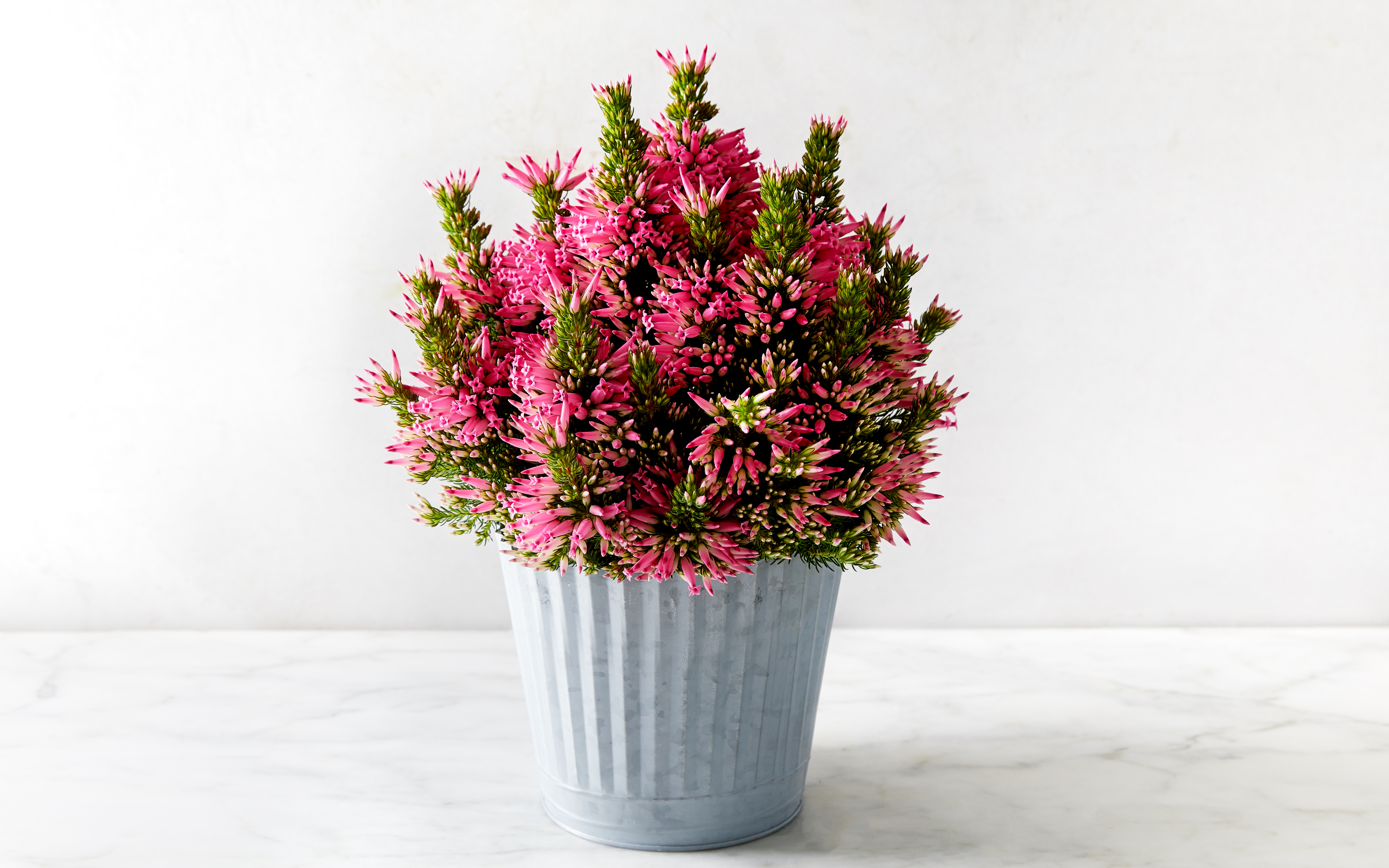 Potted Italian Heather | 1 count | Coastal Nursery | Good Eggs