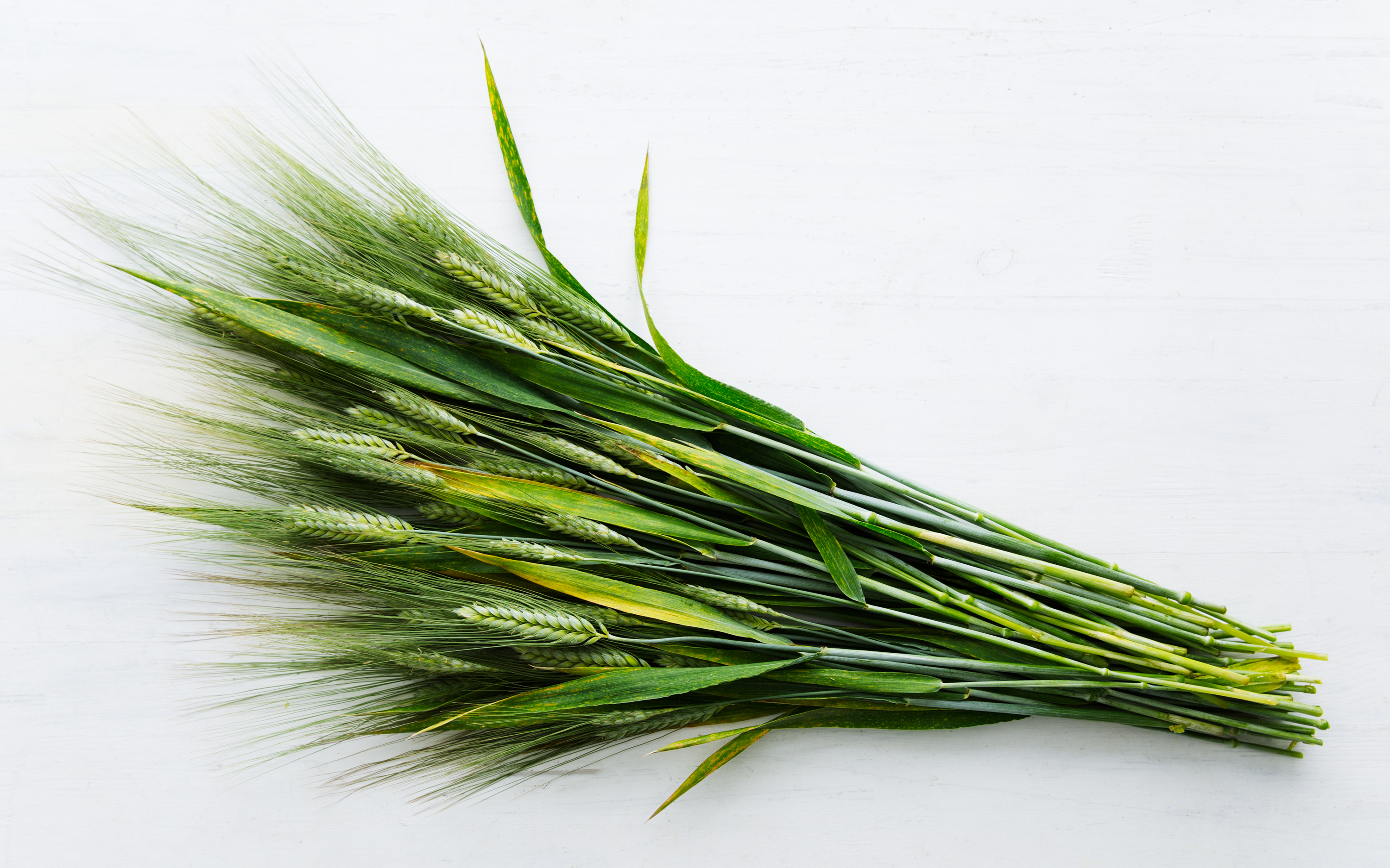 Organic Spring Wheat | 1 bunch | Full Belly Farm | Good Eggs