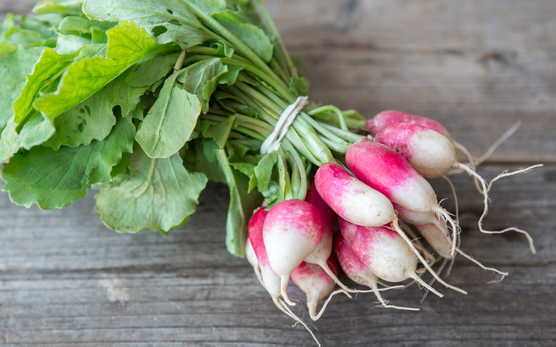 Baby French Breakfast Radishes | 1 bunch | Martin Bournhonesque | Good Eggs