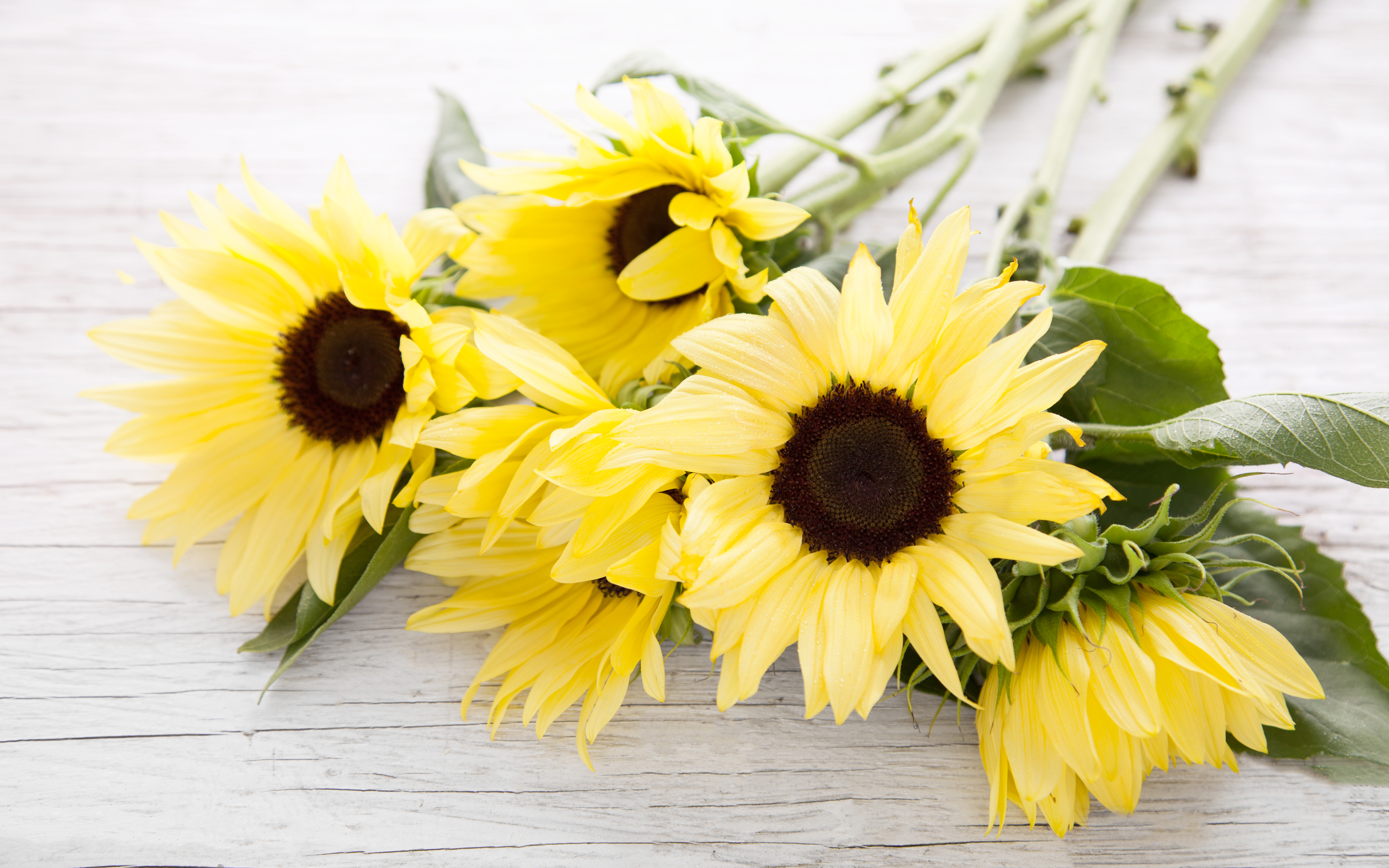 Organic Lime Sunflowers | 1 bunch | Bluma Farm | Good Eggs
