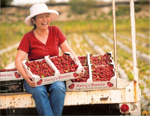 Harry's Berries Organic Gaviota Strawberries | 1 lb | Harry's Berries ...