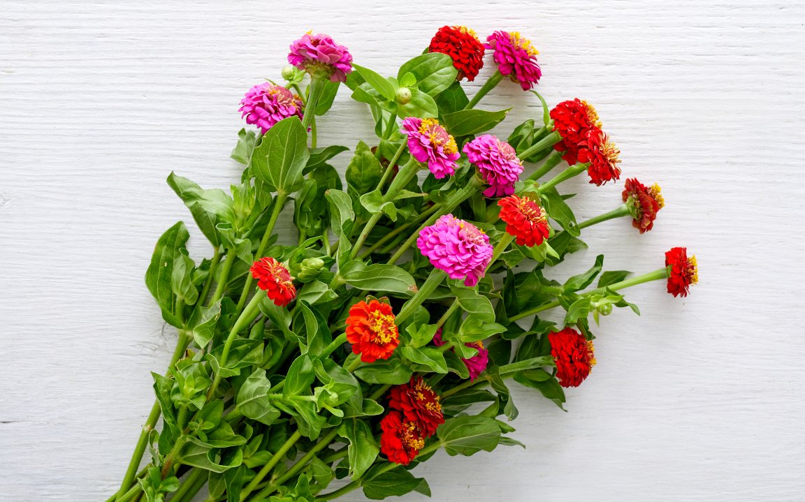Mini Zinnias | 1 bunch | Oak Hill Farm of Sonoma | Good Eggs