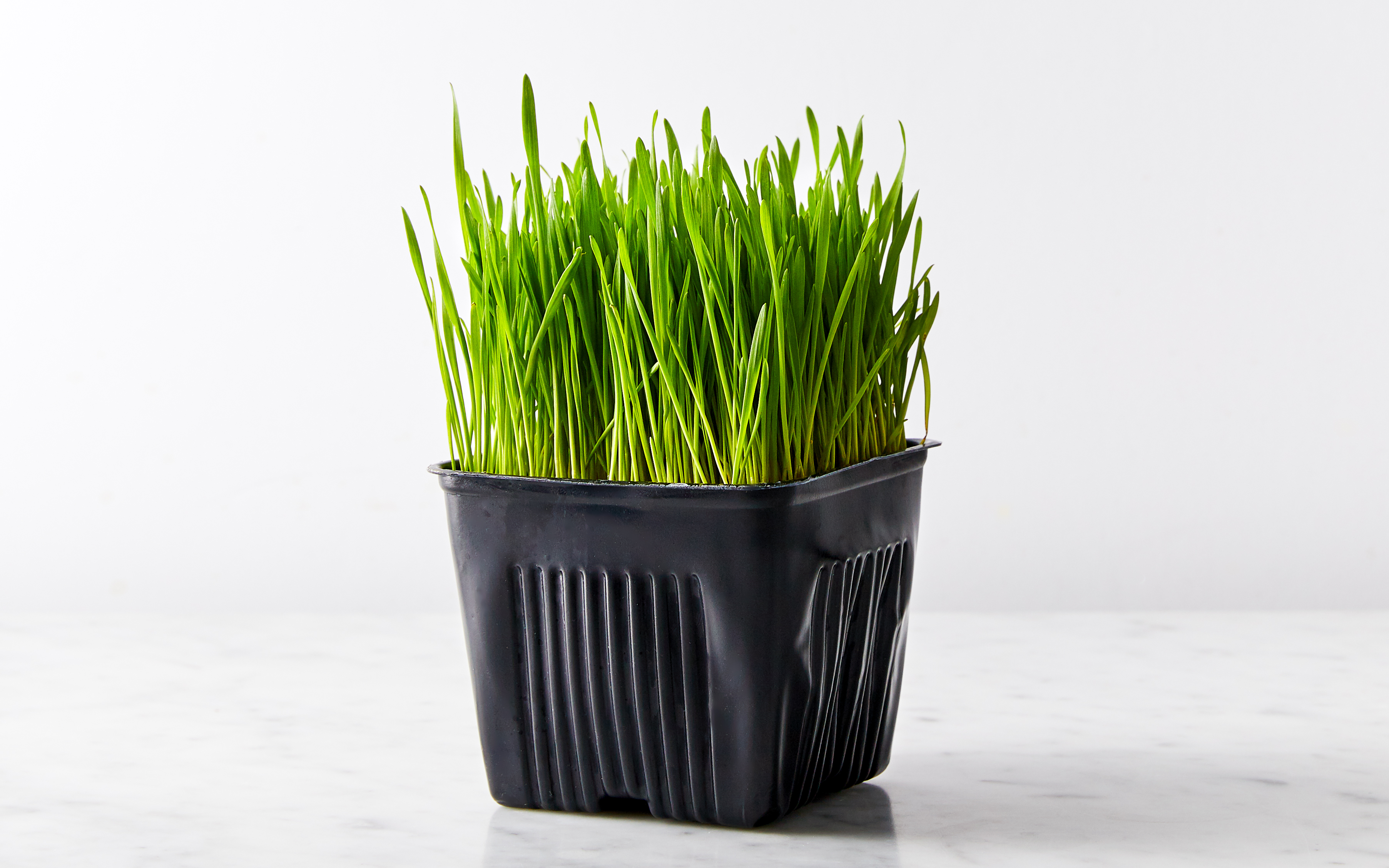 Organic Cat Grass Mini Pot | 1 count | New Natives | Good Eggs