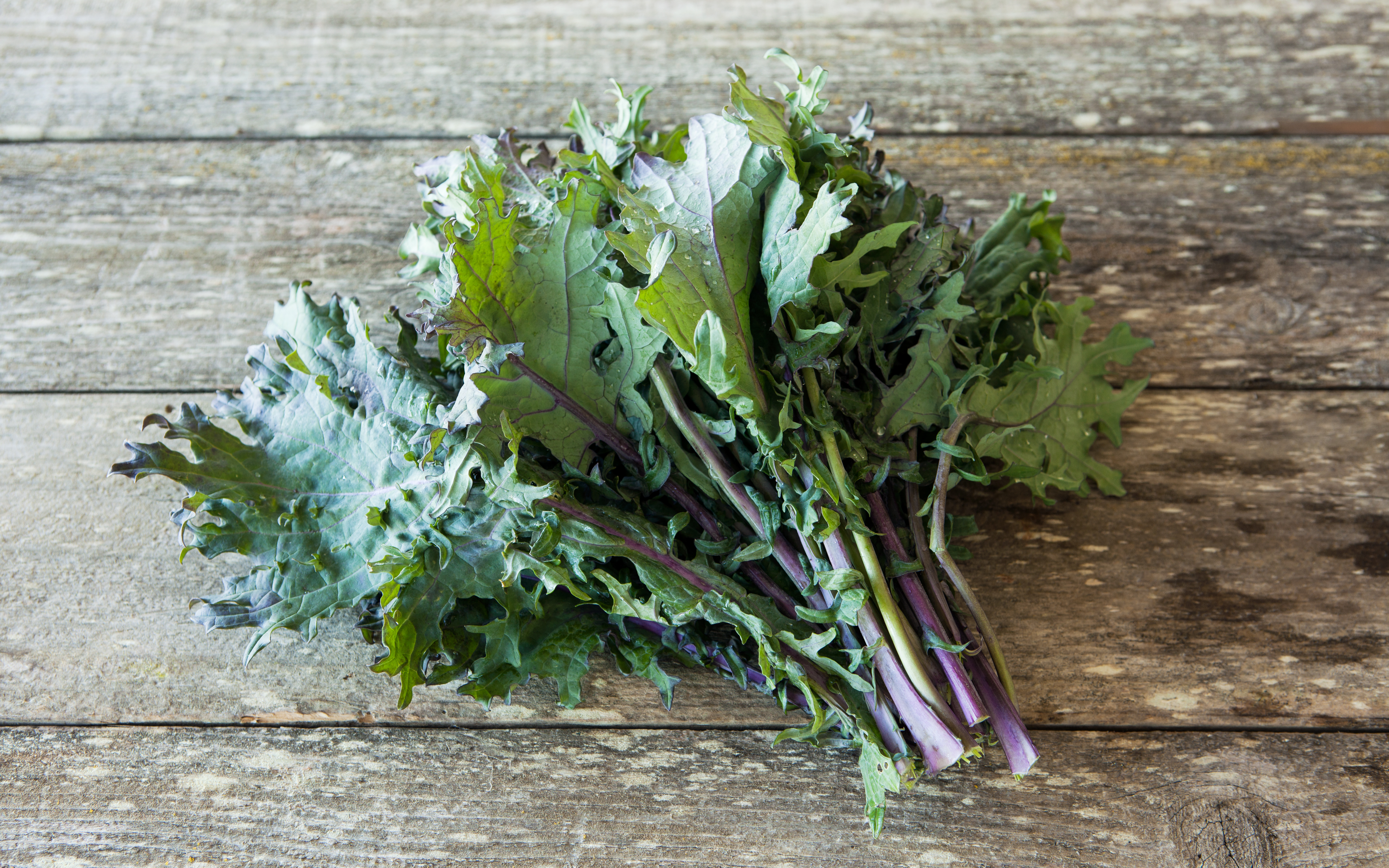 Organic Red Russian Kale | 1 bunch | Brisa Ranch | Good Eggs