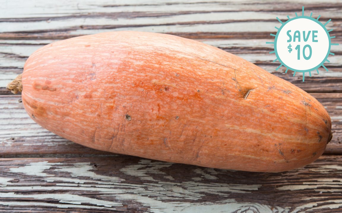 Jumbo Pink Banana Squash | 1 count | RobinSong Farms | Good Eggs