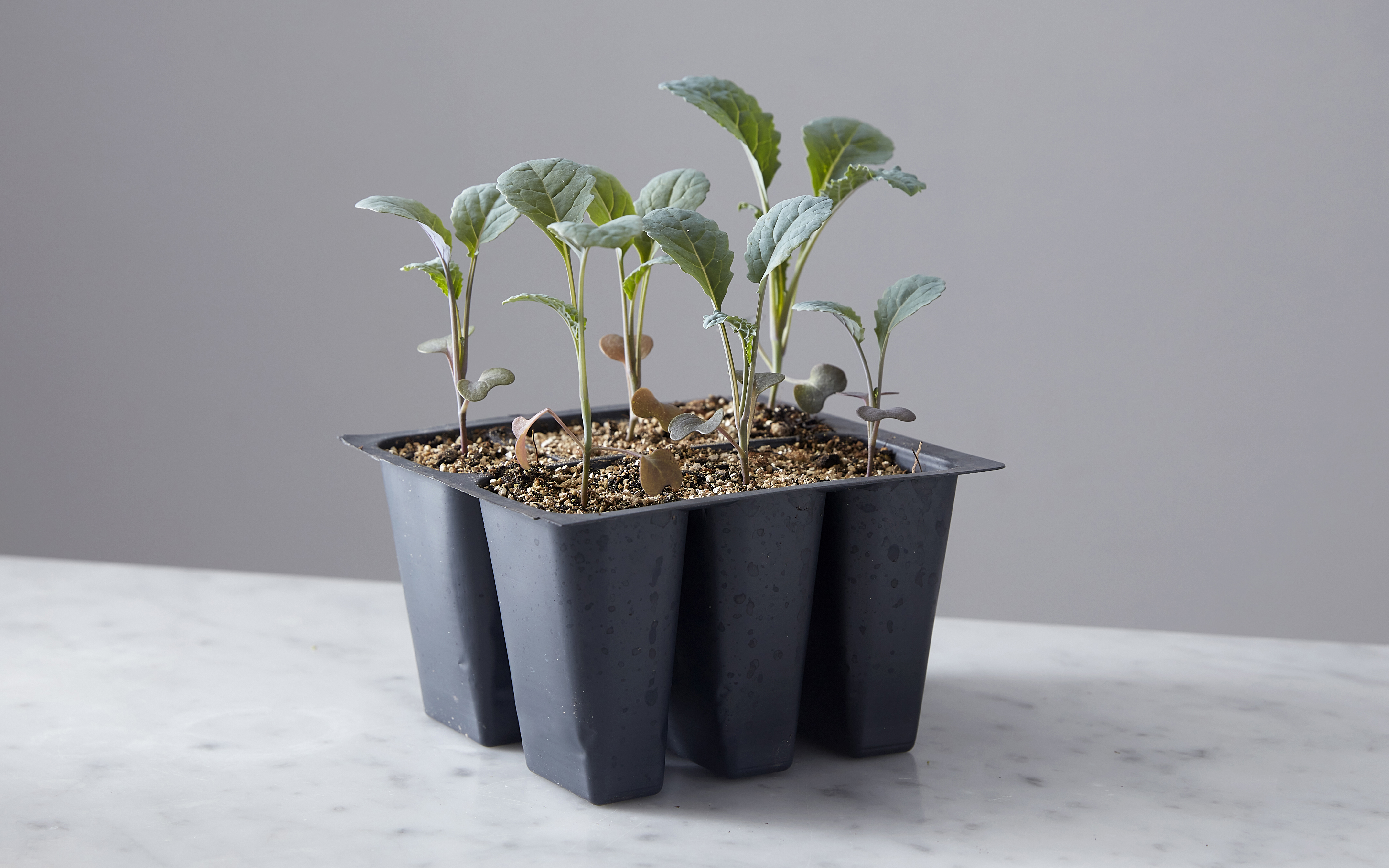 Lacinato Kale Seedling 6 Pack 6 count Kula Nursery Good Eggs