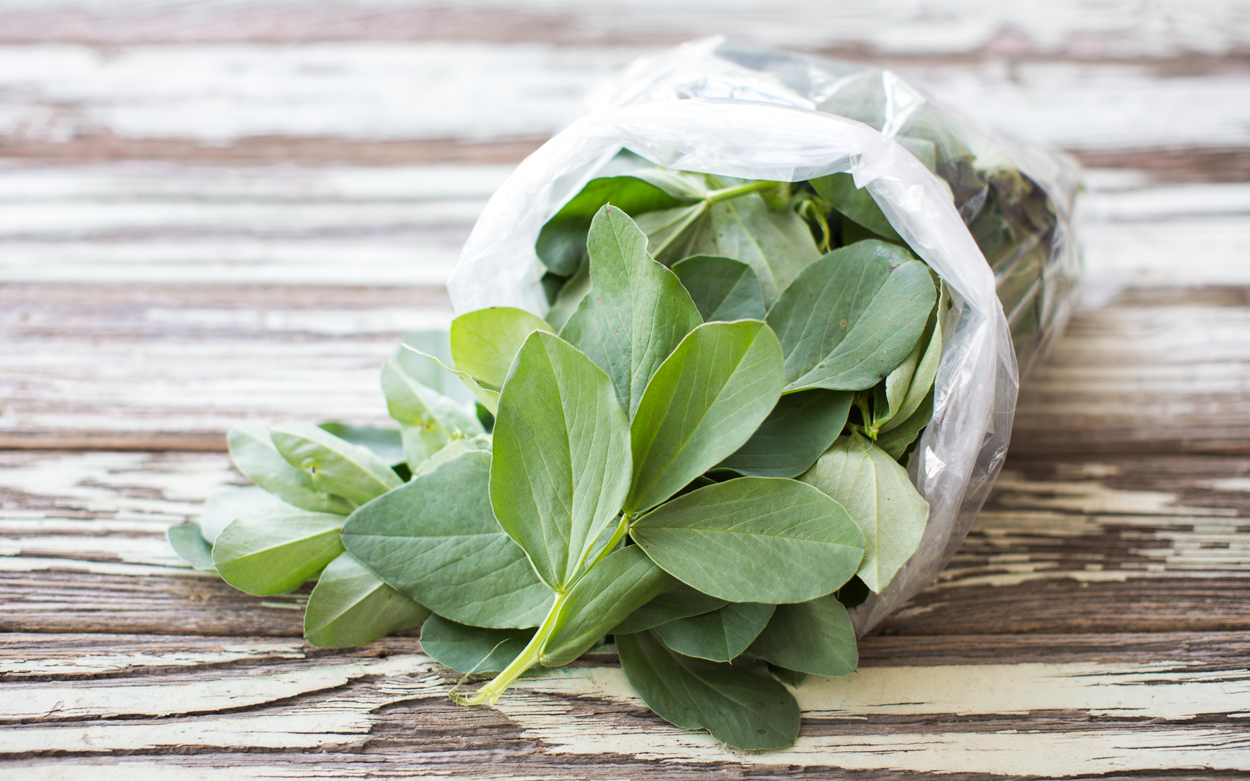 Fava Leaves | 0.2 lb | Oak Hill Farm of Sonoma | Good Eggs