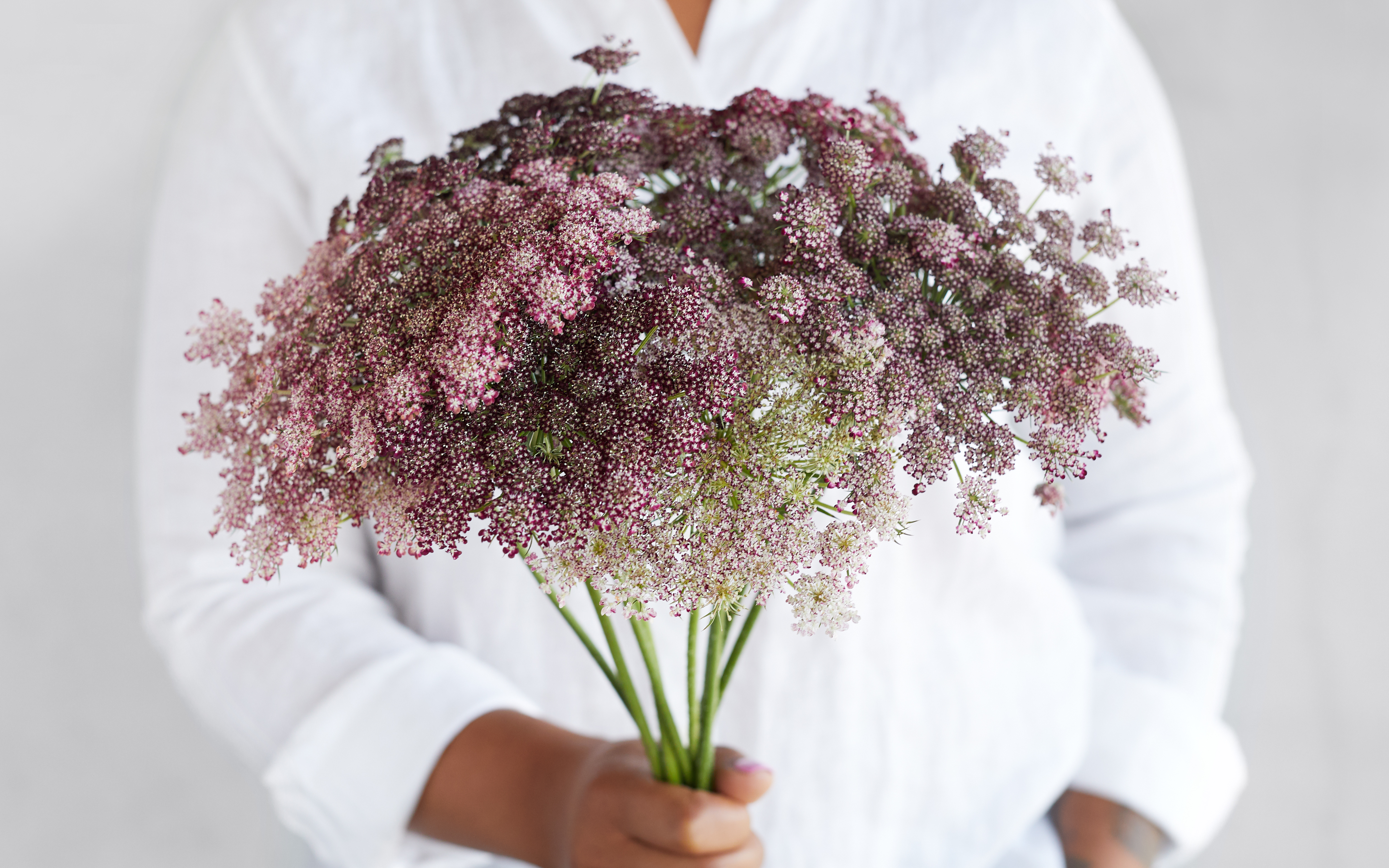 Organic Daucus | 1 bunch | Bluma Farm | Good Eggs