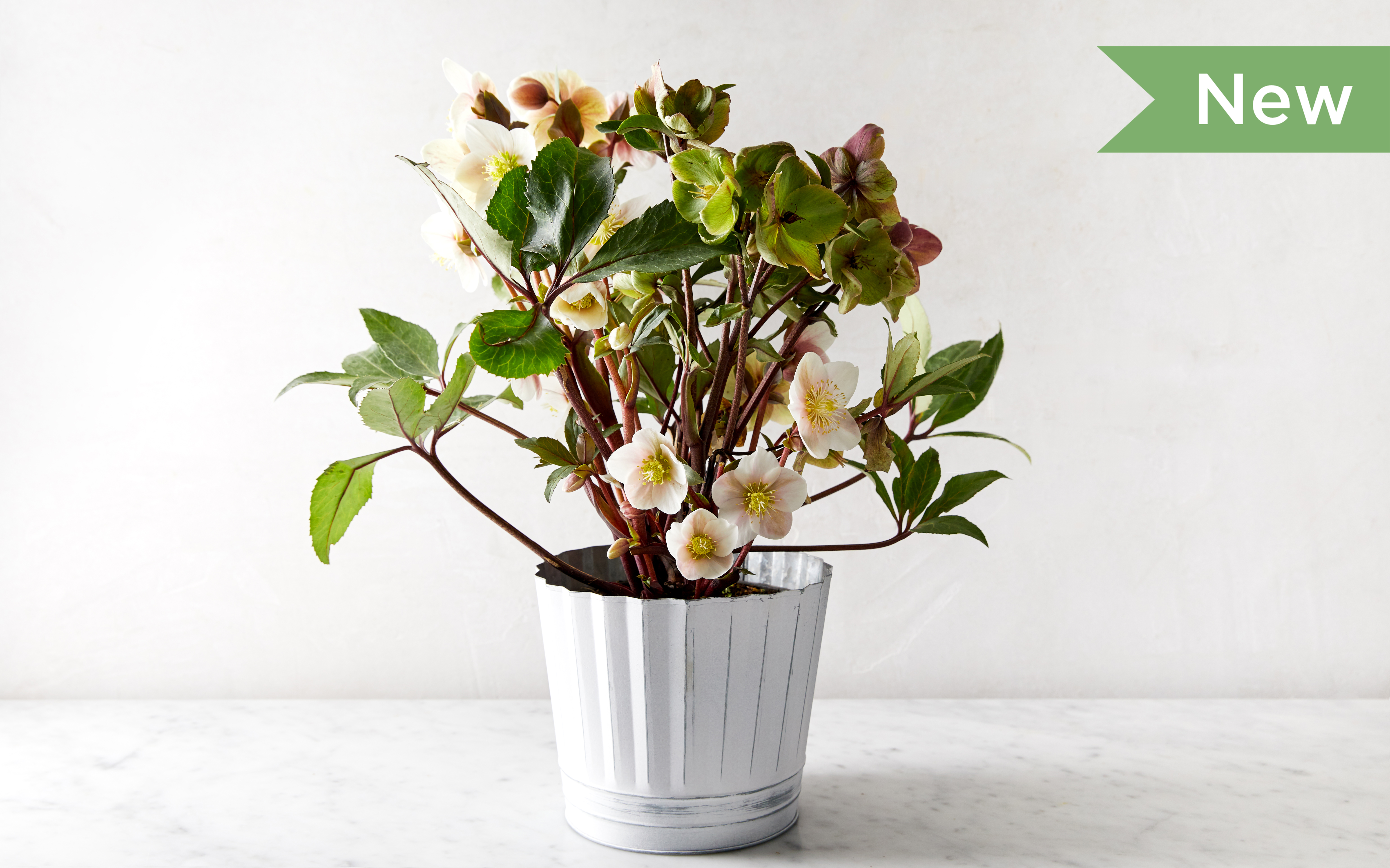Potted White Hellebores | 1 count | Coastal Nursery | Good Eggs