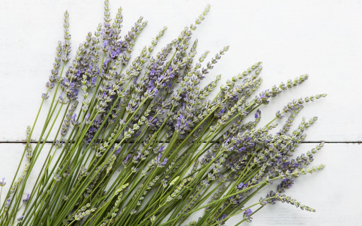 Fresh Lavender | 1 bunch | Repetto Nursery | Good Eggs