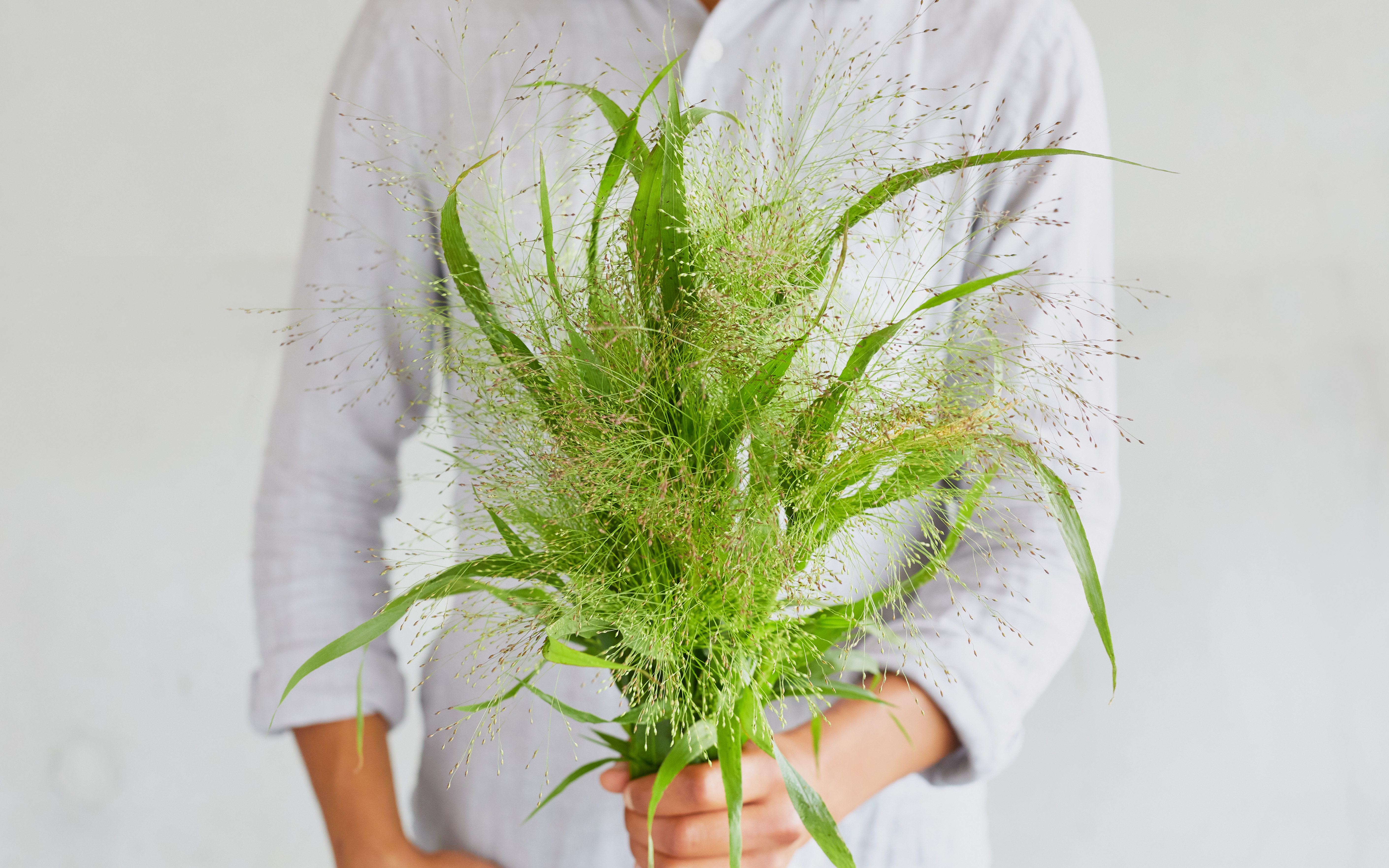 Organic Frosted Explosion Grass | 1 bunch | Bluma Farm | Good Eggs