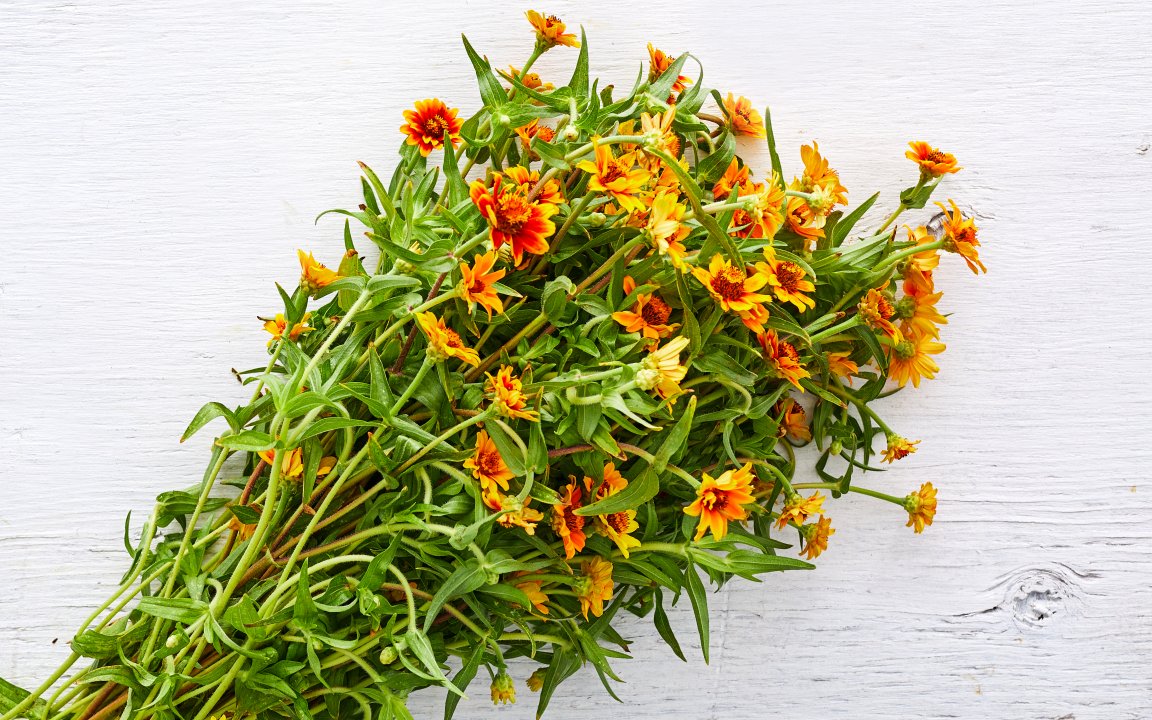 Organic Mini Zinnias | 1 bunch | Full Belly Farm | Good Eggs