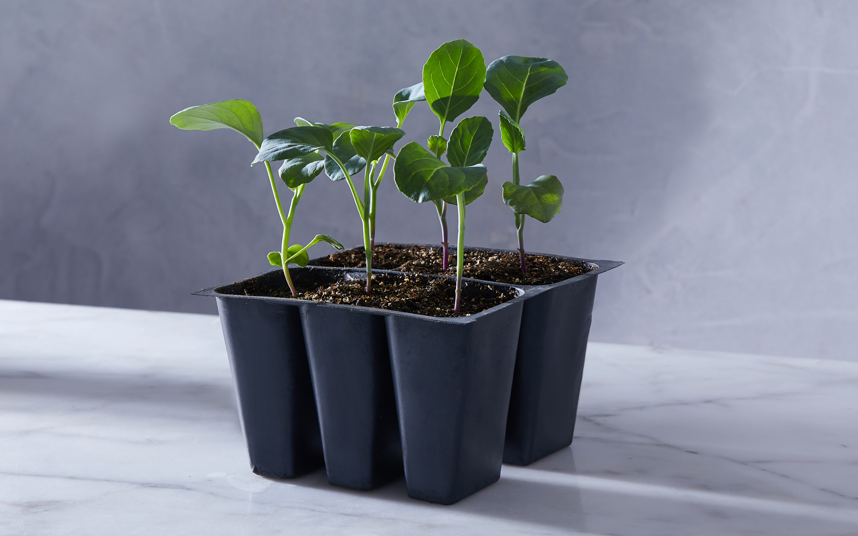 Gai Lan Seedling 6-Pack | 6 count | Cultural Roots Nursery | Good Eggs