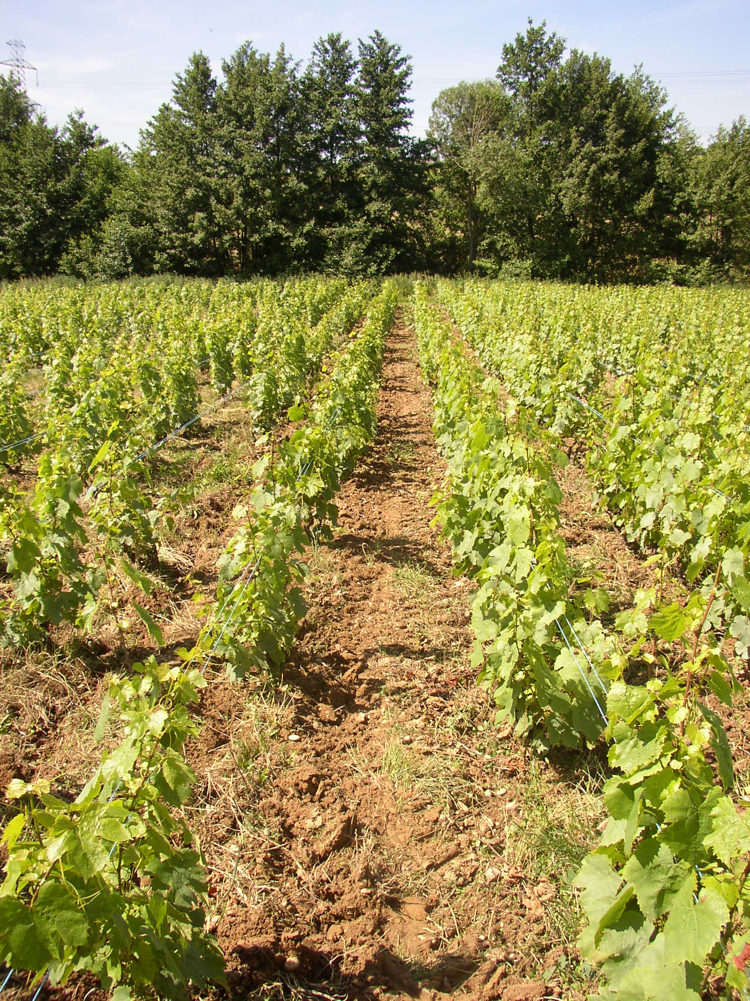 Domaine Saint Cyr | A Good Eggs Partner